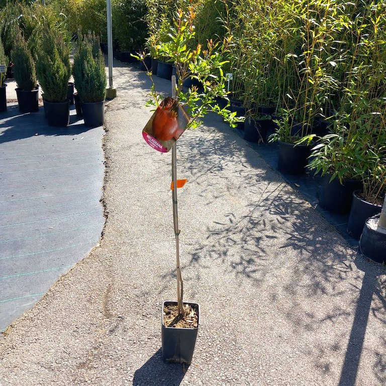 Punica granatum – Nar 140 cm