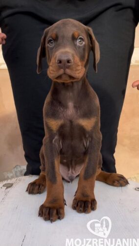 Doberman PRELEPI štenci