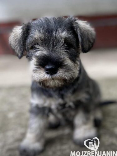 Patuljasti Šnaucer Miniature Schnauzer