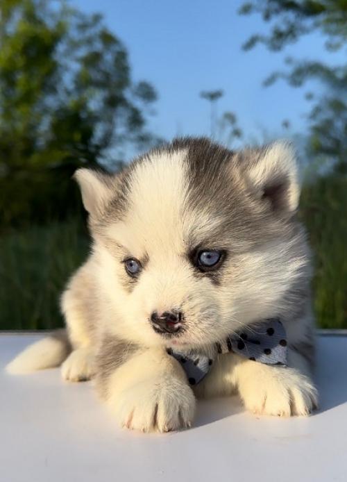 Pomsky- pomski, izrazito patuljasti i mini