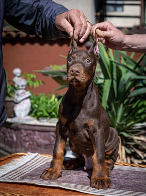 Doberman štenci