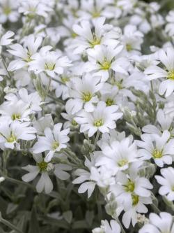 Cerastium tomentosum - Letnji sneg