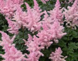 Astilbe svetlo roze