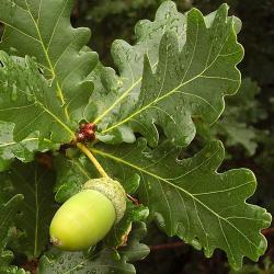 Hrast luznjak - Quercus robur