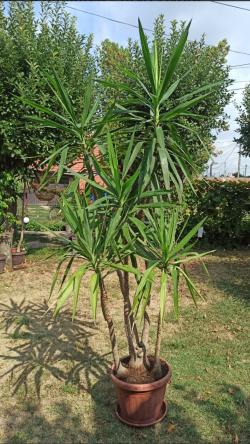 Yucca gigantea - drvo života REZNICE