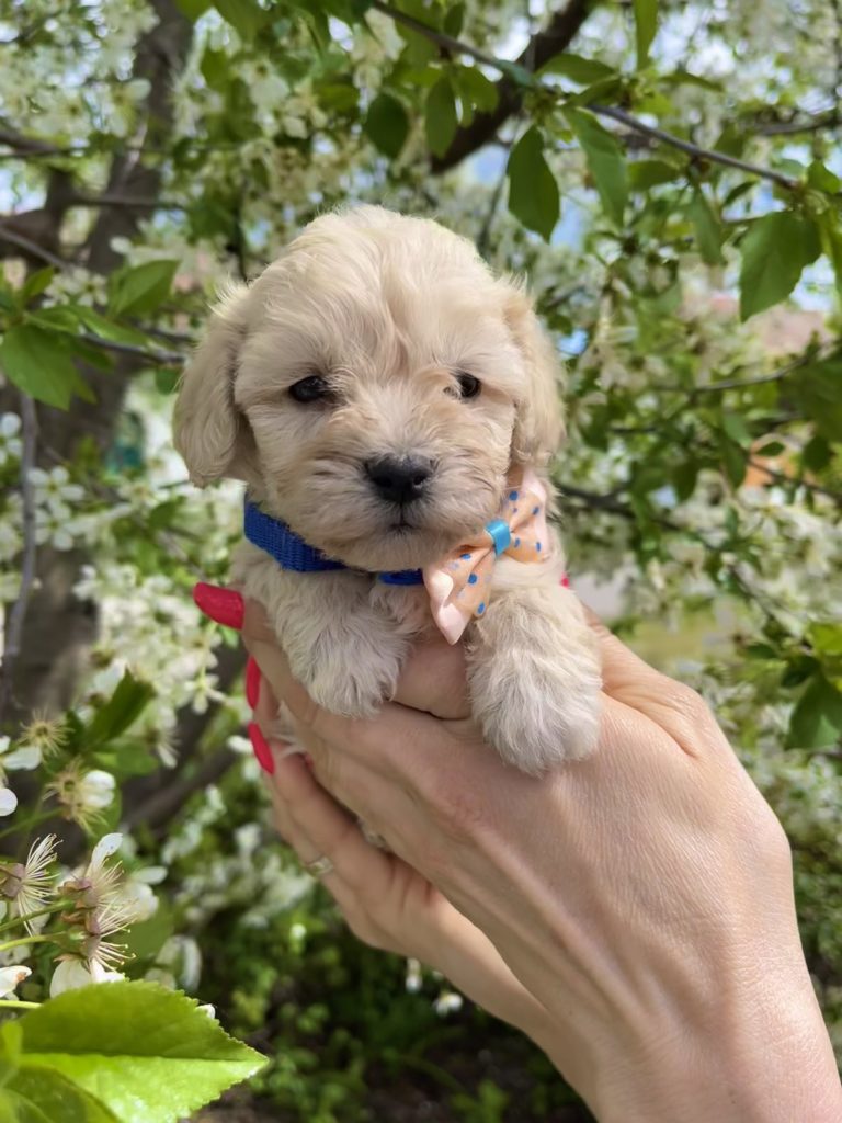 Maltipoo prelepi stenci + POKLON