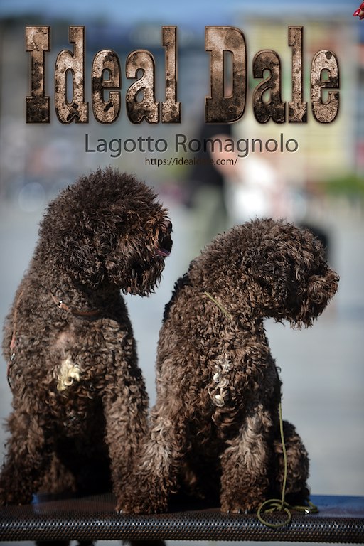 Lagotto Romagnolo