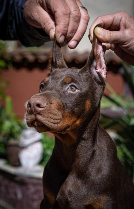 Doberman štenci