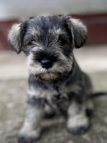 Patuljasti Šnaucer miniature schnauzer