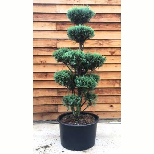 Pom pom Juniperus Moonglow