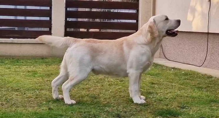 LABRADOR retriver štenci