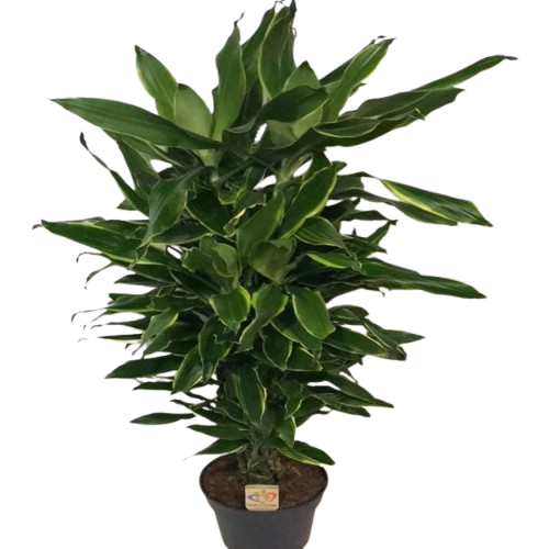 DRACAENA FRAGRANS