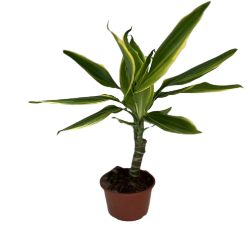 DRACENA GOLDEN GOAST