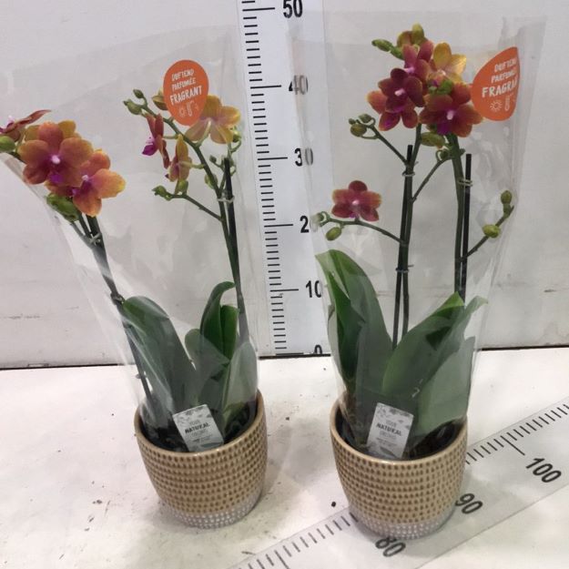 PHALAENOPSIS GEMENGD 2TAK