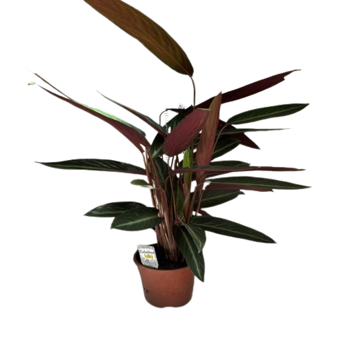 SAKS CALATHEA TRIOSTAR