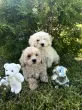 Maltipoo