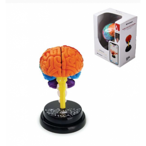 Model ljudskog mozga 4d 35001