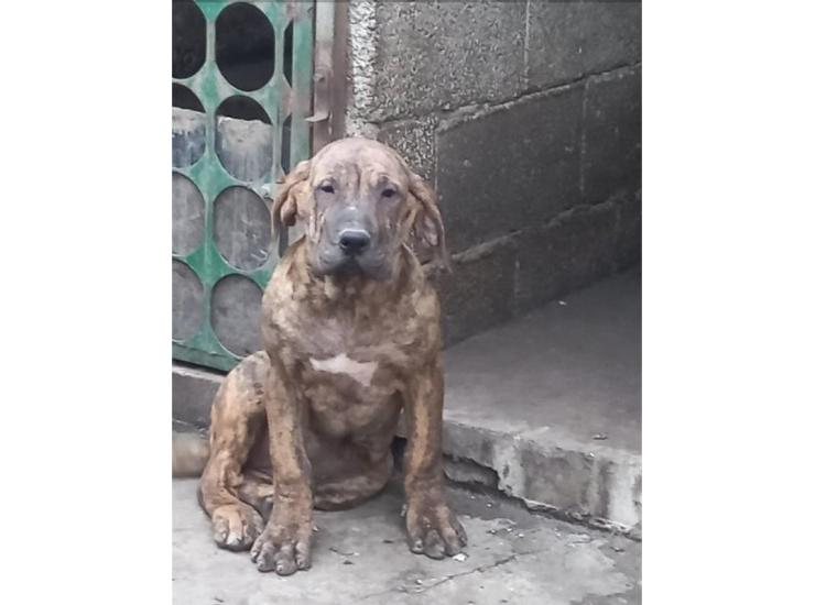 Presa Canario štenci