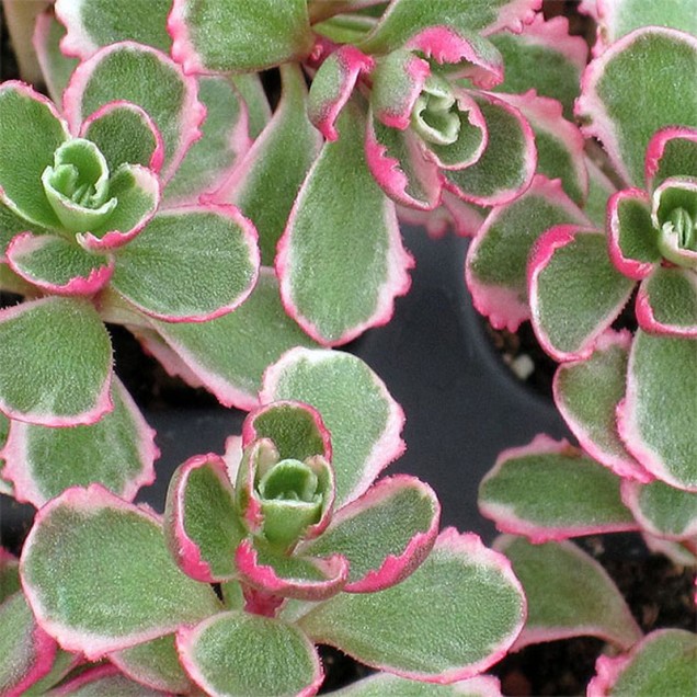 Sedum šareni