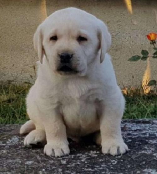 LABRADOR retriver štenci