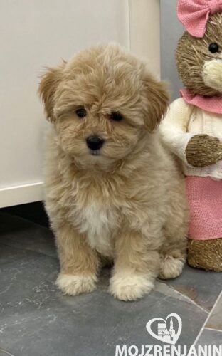 Maltipoo vrhunske genetike
