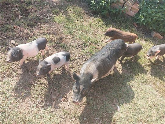 Vijetnamska svinja