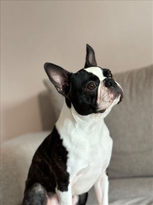 Bostonski terijer, odrastao pas