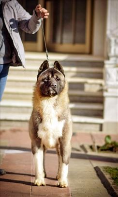 Akita, izuzetan mužjak slobodan za parenje