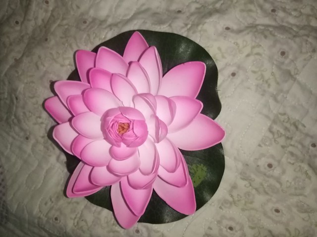Lotus ukras, veći