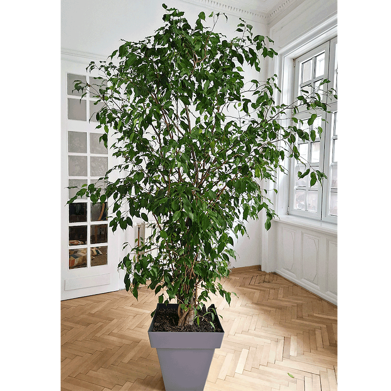 Ficus Benjamin 2,30m