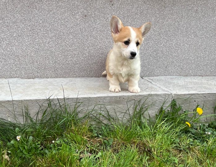 Welsh Corgi Pembroke prelepi stenci