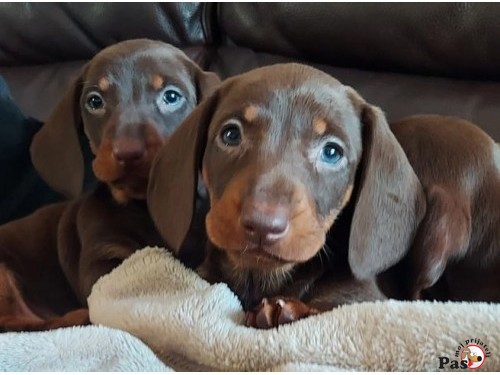 Jazavičar oštrodlaki - Dachshund