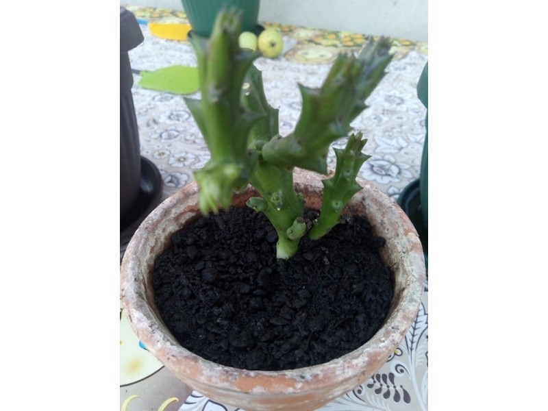Zvezda-kaktus (orbea variegata) velika biljka