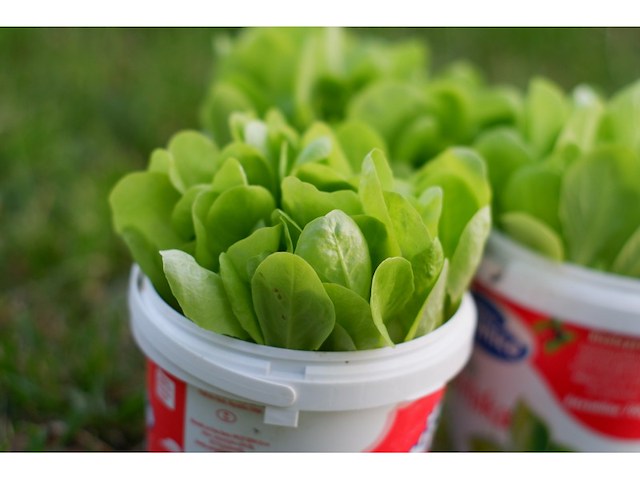 zelena salata domaca rasad rasada organska organski