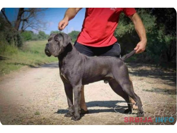 Cane Corso, štenci izložbenog karaktera