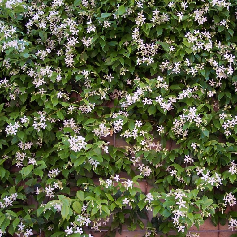 Jasmin Trachelospermum jasminoides