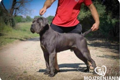 Cane Corso štenci