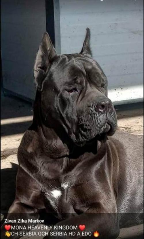 Cane Corso štenci