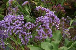 Limonium tataricum