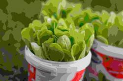 zelena salata domaca rasad rasada organska organski