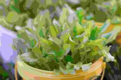 Zelena salata crvena roza minjoneta rasad rasada
