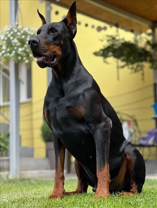 Doberman za parenje