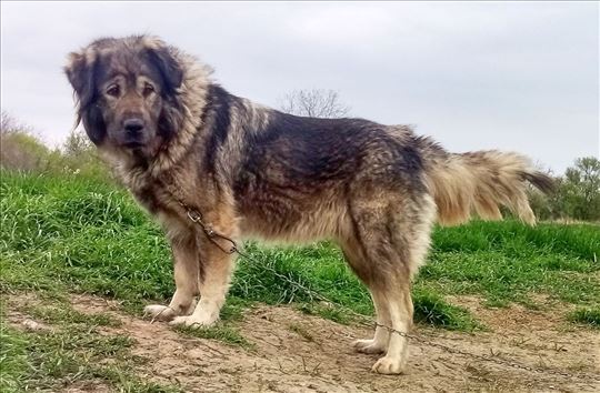 Šarplaninac, odrastao pas