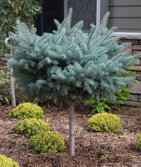 Picea punges " Glauca Globosa" - kalemljena
