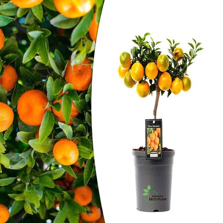 Mandarina sadnica