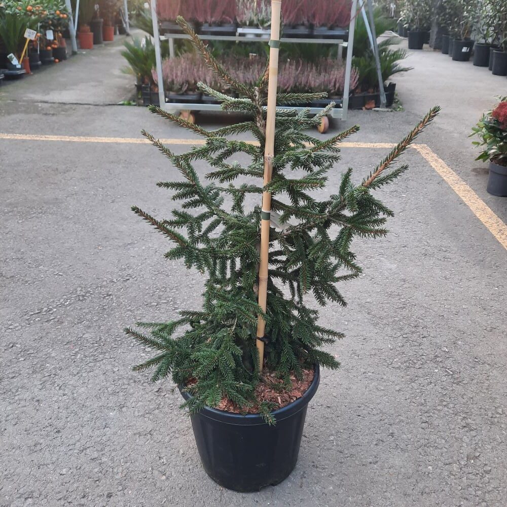 Picea orientalis Aureospicata 90 cm – Kavkaska zlatna smrča