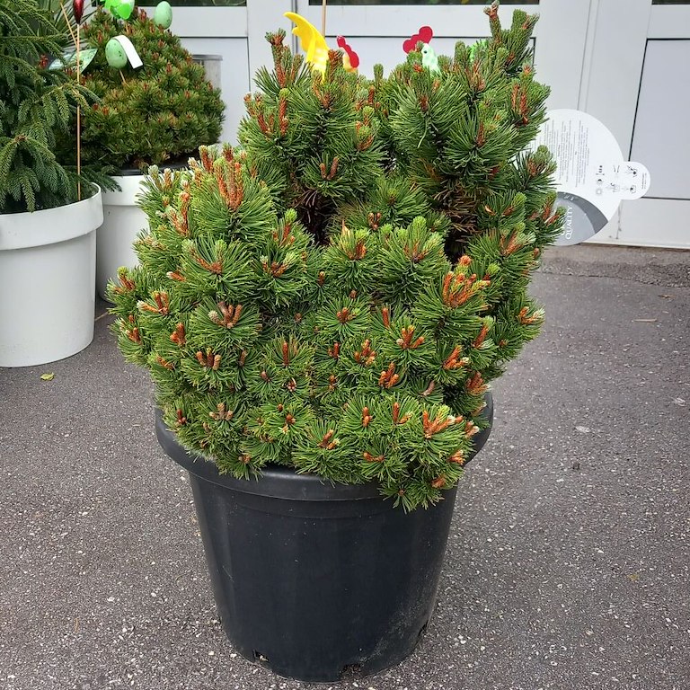 Pinus mugo Picobello 50 cm