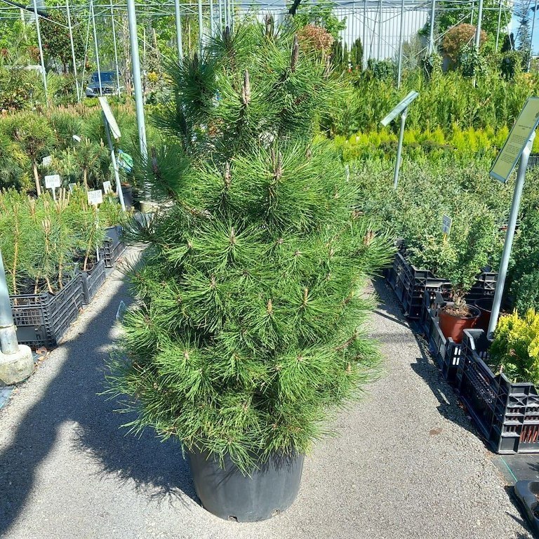 Pinus nigra ‘Pyramidalis’ 100 cm – Stubasti bor