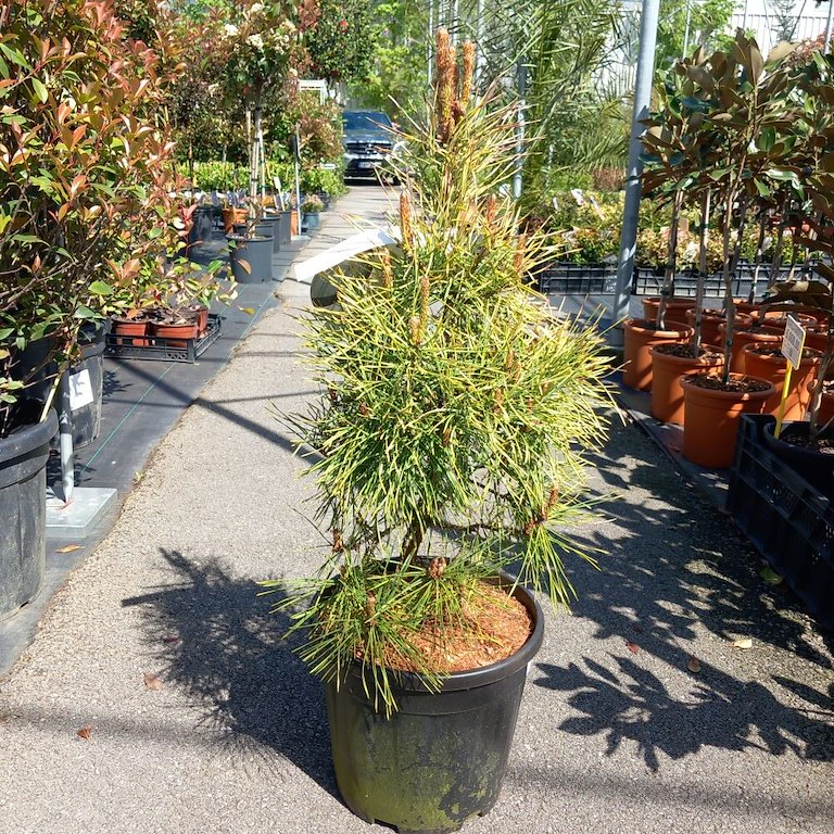 Pinus sylvestiris Aurea 90 cm – Zlatni bor