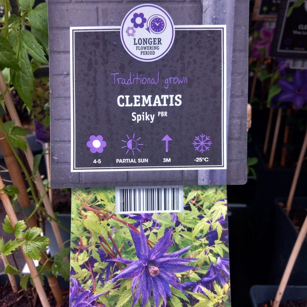 Clematis Spiky 75 cm